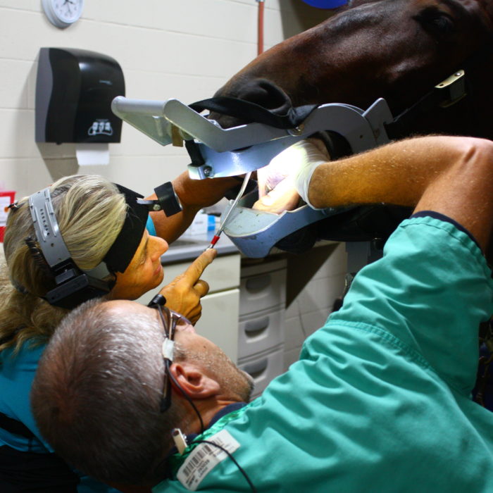 Events Archive - Horse Dental Equipment
