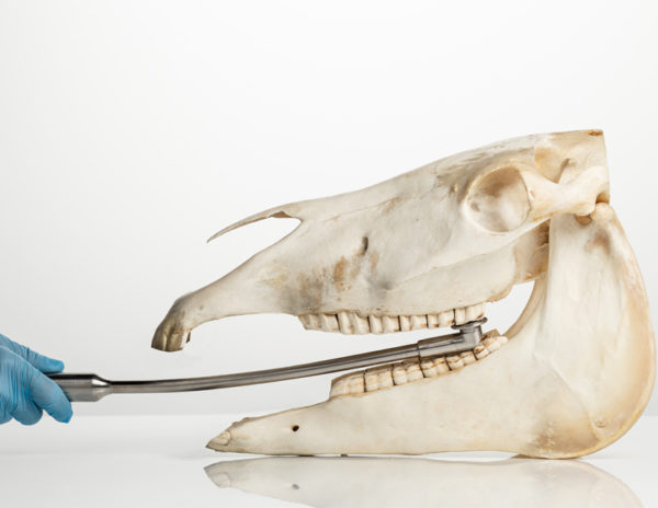 Set Level 3 - COMPACT - Horse Dental Equipment