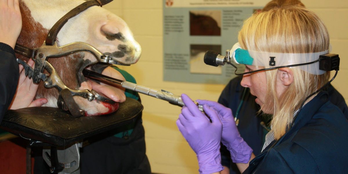 Equine Oral Dental Extraction Techniques - Horse Dental Equipment